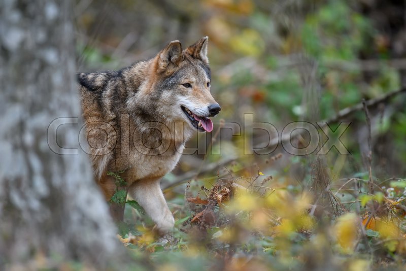 Close up wolf in autumn forest ... | Stock image | Colourbox
