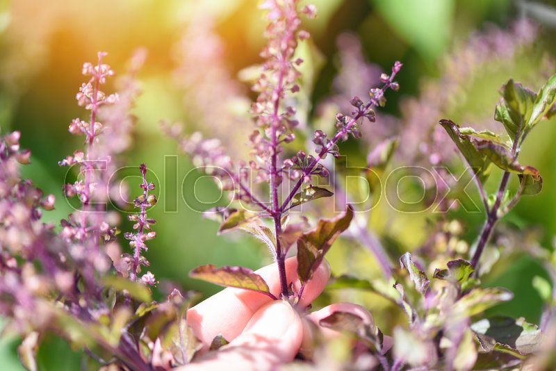 Sweet Basil Flower