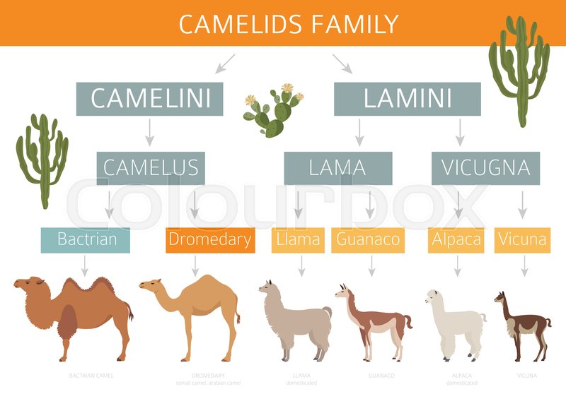 Camelids family collection. Camels and ... | Stock vector | Colourbox