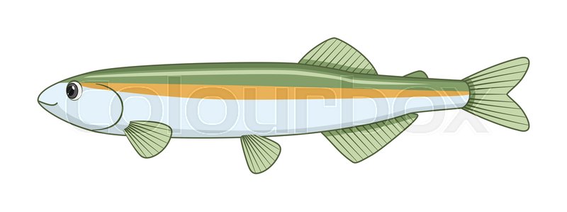 Australian smelt fish on a white ... | Stock vector | Colourbox