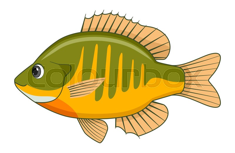Bluegill fish on a white background. ... | Stock vector | Colourbox