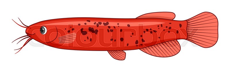 Electric catfish fish on a white ... | Stock vector | Colourbox