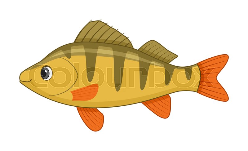 Perch fish on a white background. ... | Stock vector | Colourbox