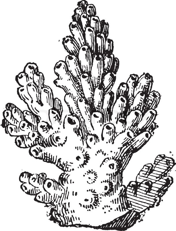 Coral or Anthozoa, vintage engraved illustration Dictionary of Words ... Coral or Anthozoa, vintage engraved illustration Dictionary of Words ...