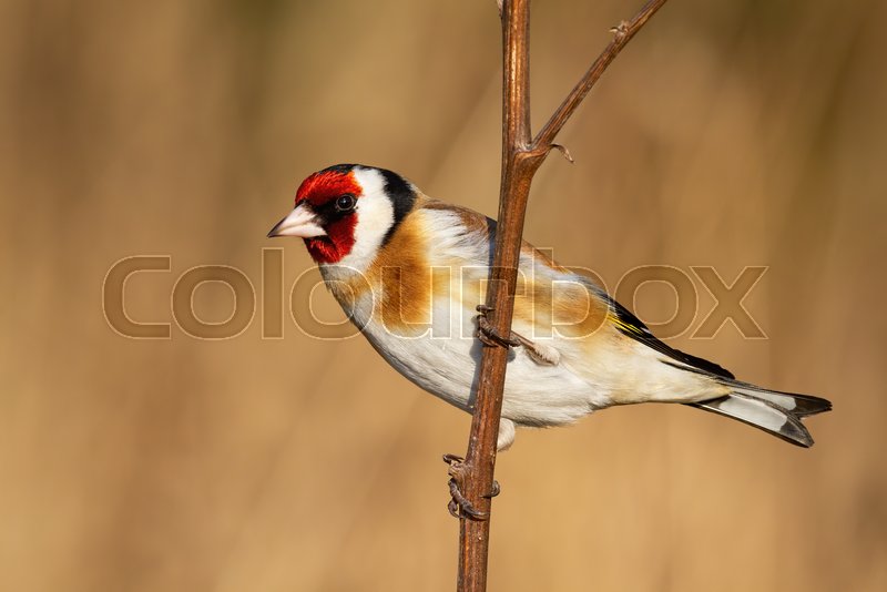 European goldfinch, carduelis ... | Stock image | Colourbox