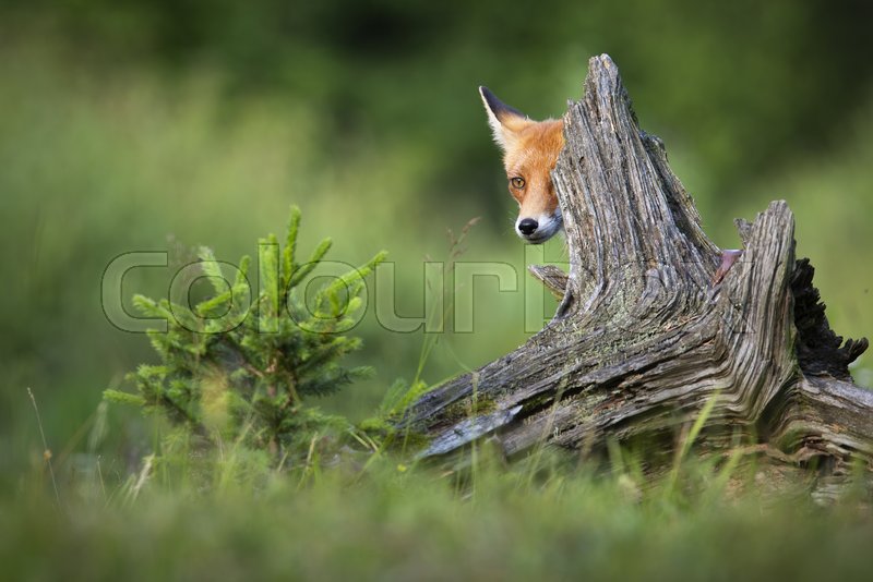 Red fox, vulpes vulpes, hiding behind ... | Stock image | Colourbox