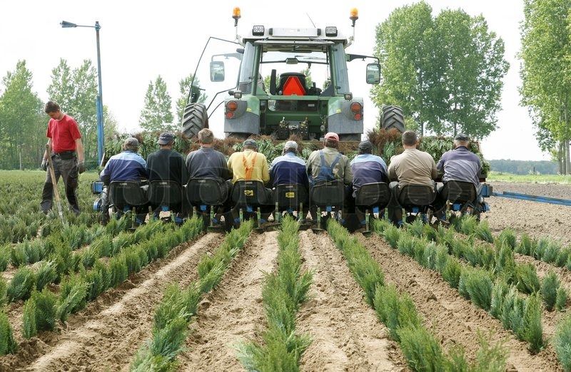 9 men at the back of a tractor planting ... | Stock image | Colourbox