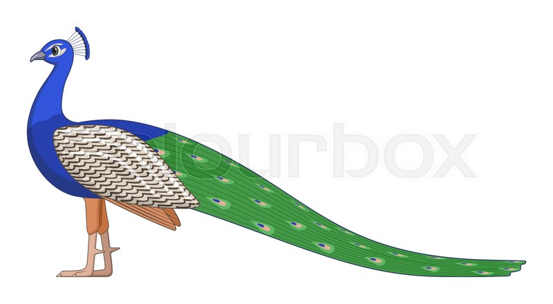 Indian peafowl bird on a white ... | Stock vector | Colourbox