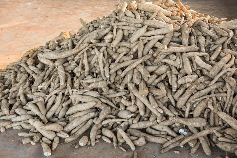 Manioc Root