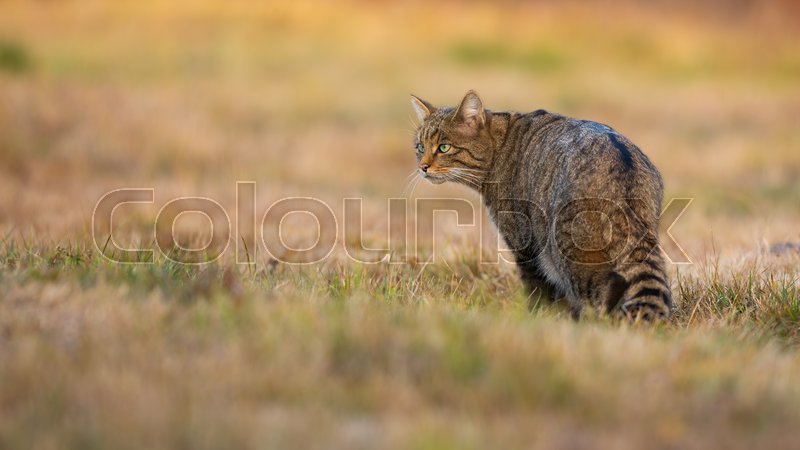 European wildcat, felis silvestris, ... | Stock image | Colourbox