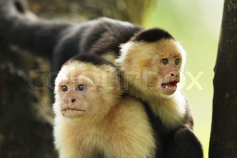 White Headed Monkey