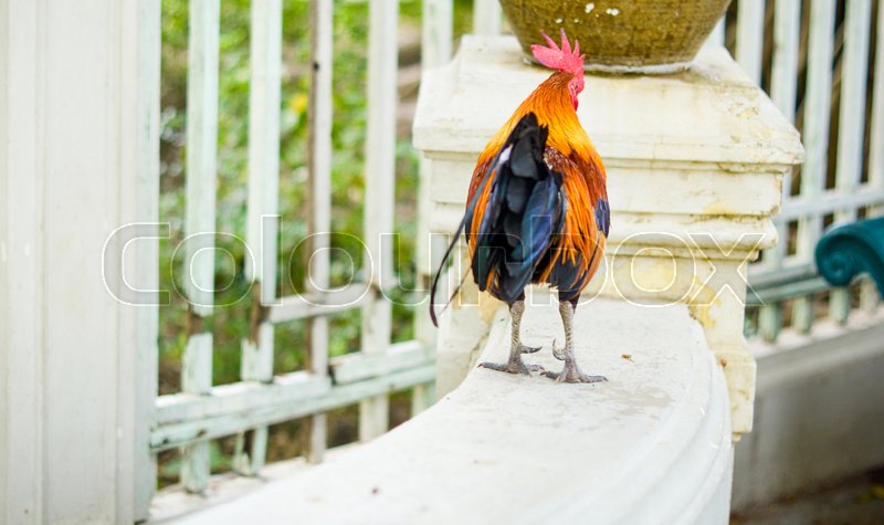 Back beautiful rooster standing on wall ... | Stock image | Colourbox