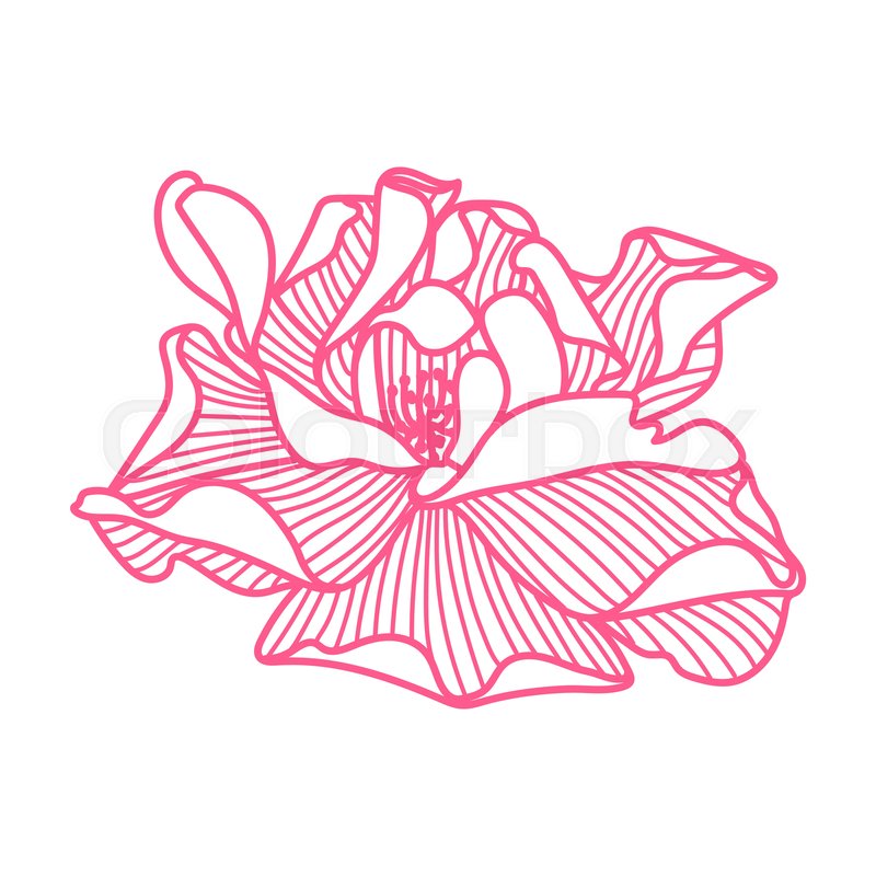 Illustration of delicate rose. ... | Stock vector | Colourbox