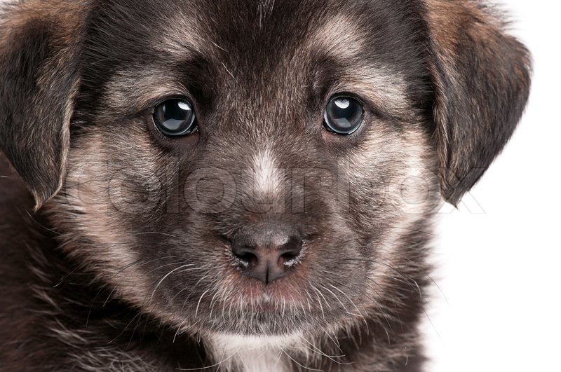 Cute puppy | Stock image | Colourbox