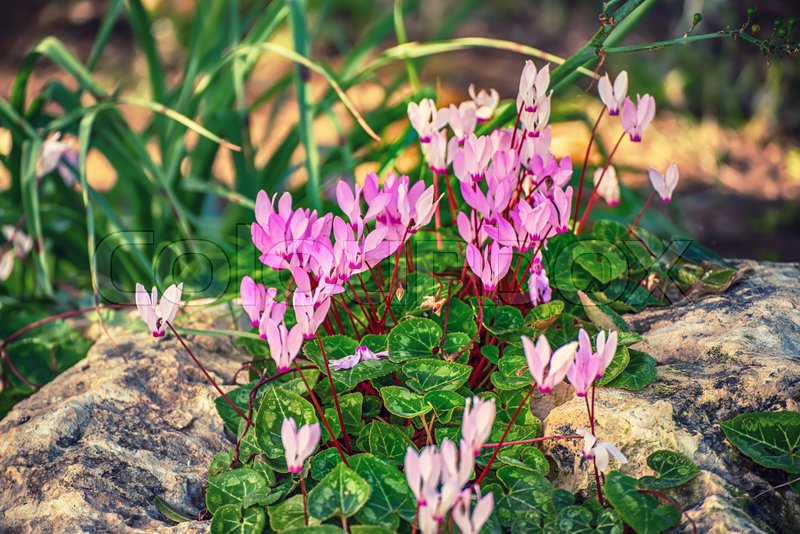 Cyprus pink cyclamens flowers growing ... | Stock image | Colourbox
