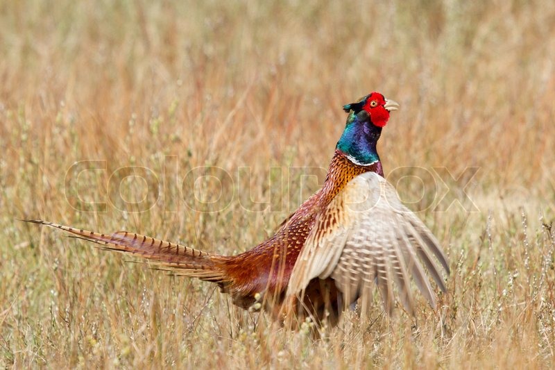 A common Pheasant | Stock image | Colourbox