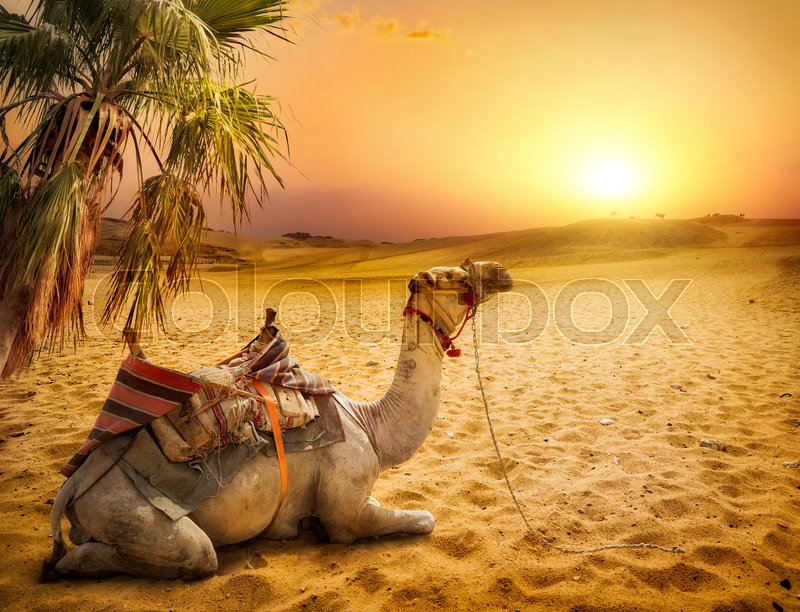 Camel resting under a palm tree in the ... | Stock image | Colourbox