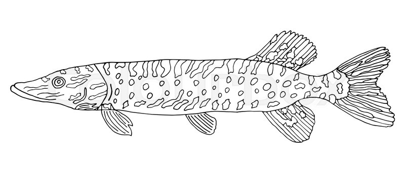 Northern Pike Coloring Page