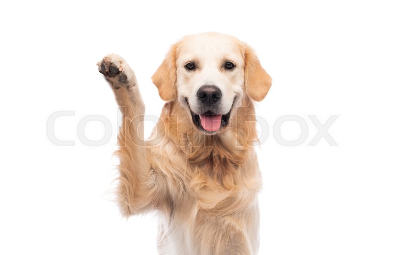 Golden Retriever Standing On Hind Legs