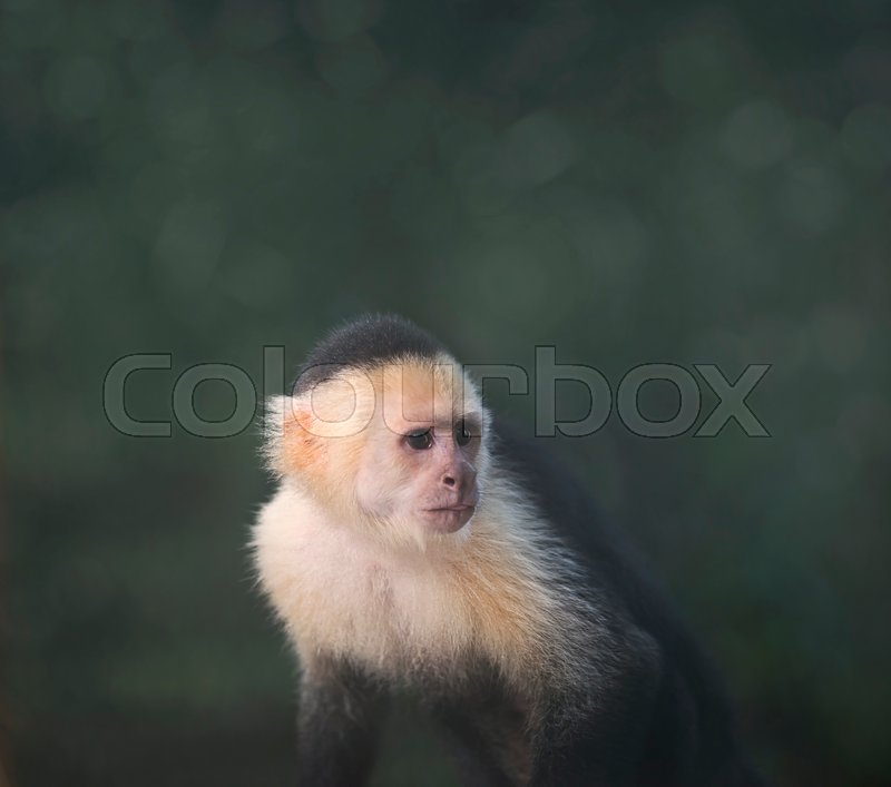 White-throated capuchin monkey against ... | Stock image | Colourbox