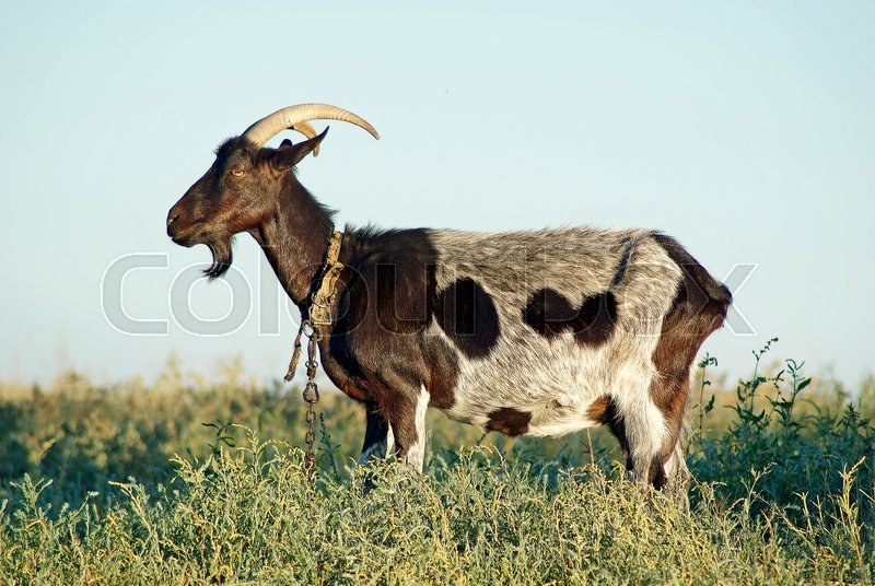 Google Spotted Goat