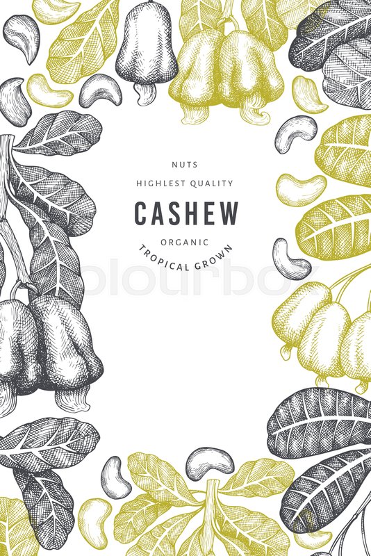 Cashew Nut Vector