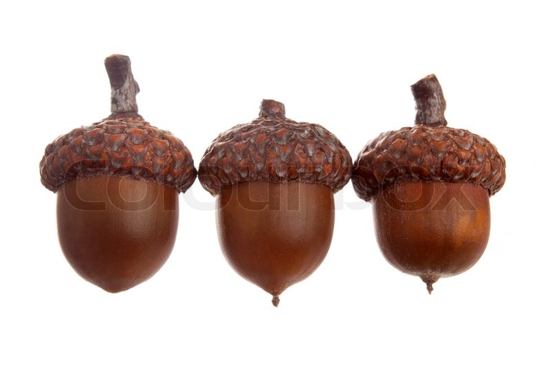 Three acorns | Stock image | Colourbox