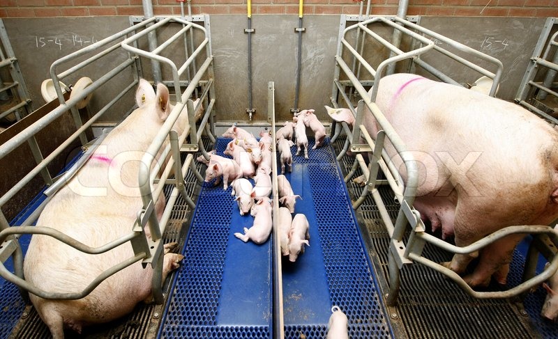 Two sows with lots of piglets in a ... | Stock image | Colourbox