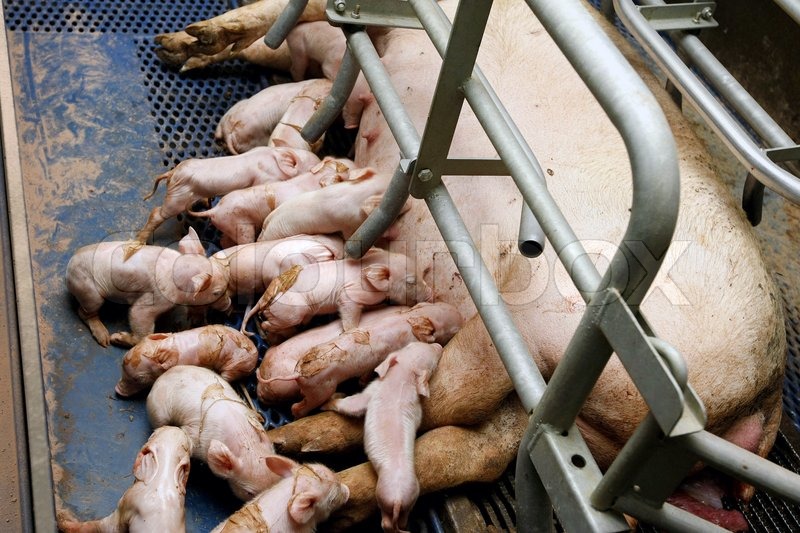 Sow with lots of piglets drinking | Stock image | Colourbox