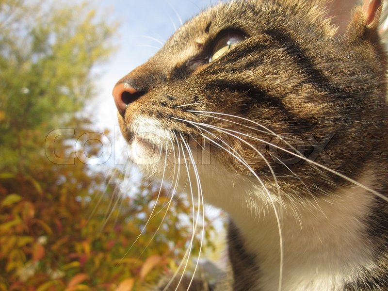Cat | Stock image | Colourbox