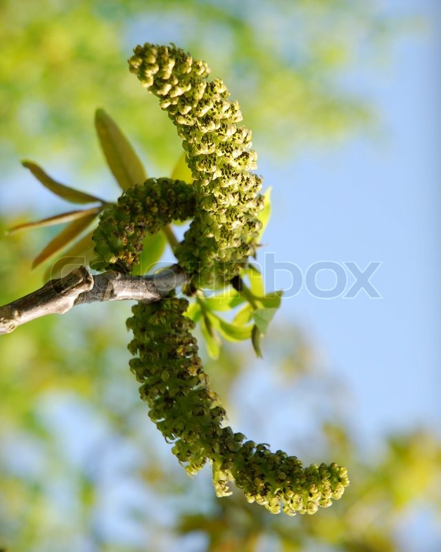 Bright Green Birch Tree Flowers | Stock image | Colourbox