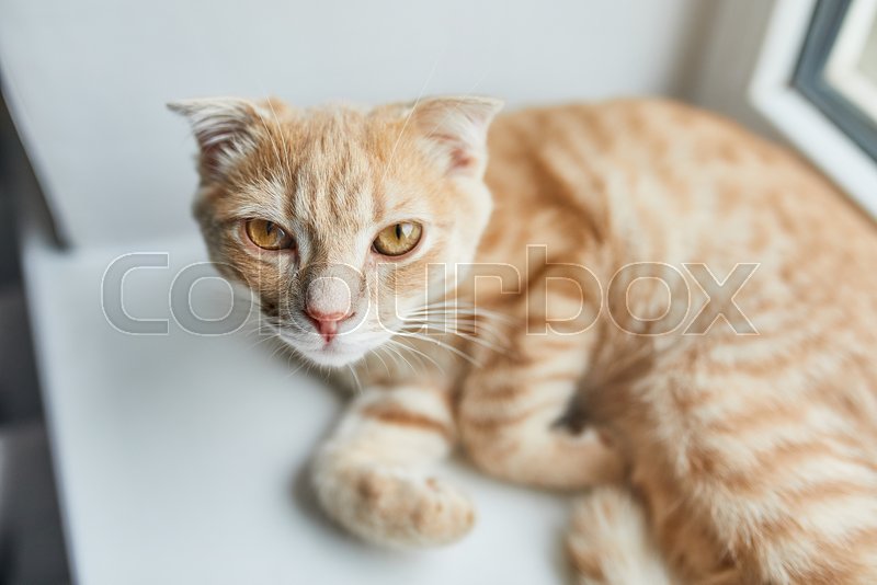 Red British Shorthair