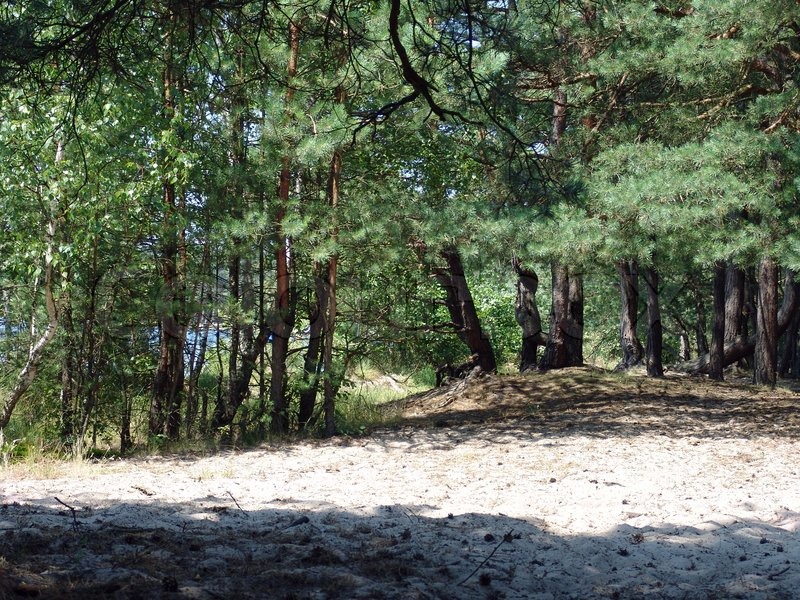 Forest sandy beach | Stock image | Colourbox