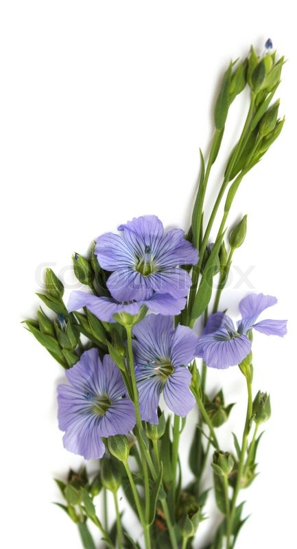 Flower of flax | Stock image | Colourbox
