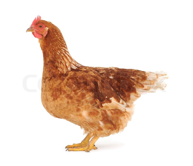 Brown hen | Stock image | Colourbox