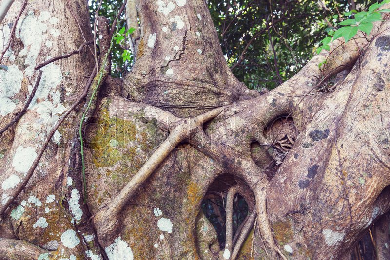 Tree root close up in Florida forest | Stock image | Colourbox
