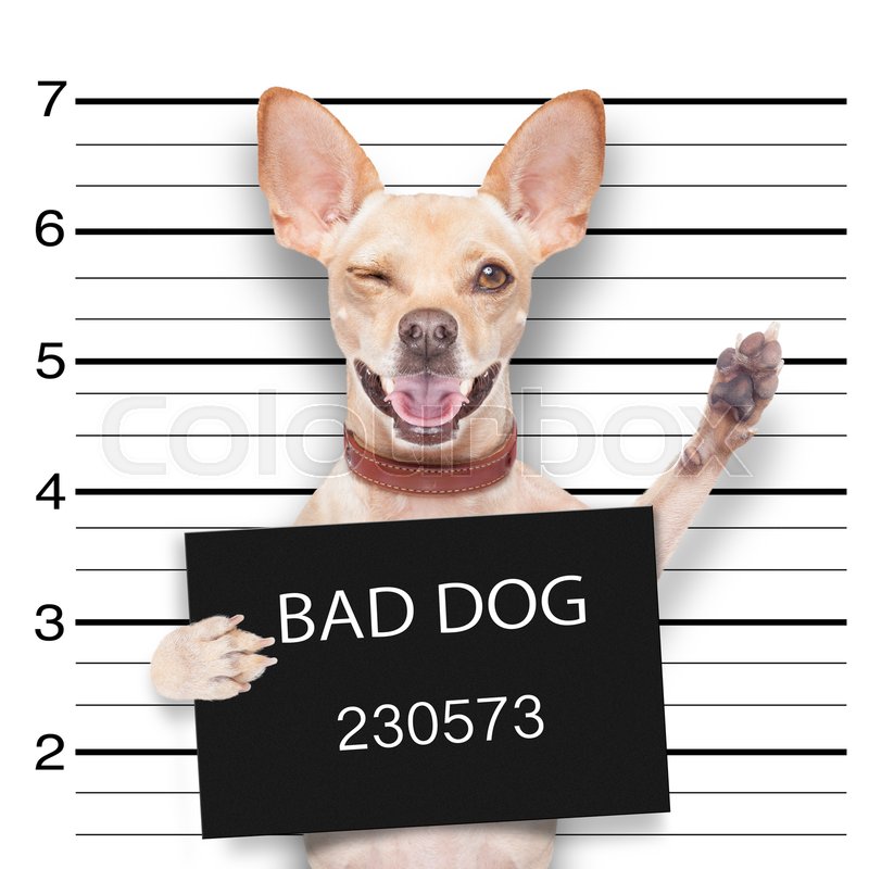 Bad Dog Sign
