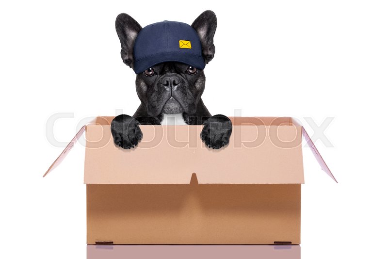 Moving Dog Backgrounds