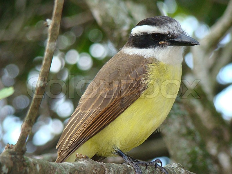 Bem-te-ví !!! | Stock image | Colourbox