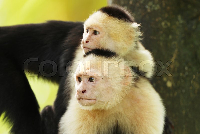 Black Capuchin Monkey