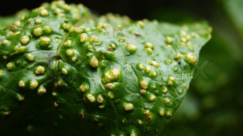 Planta granuda | Stock image | Colourbox