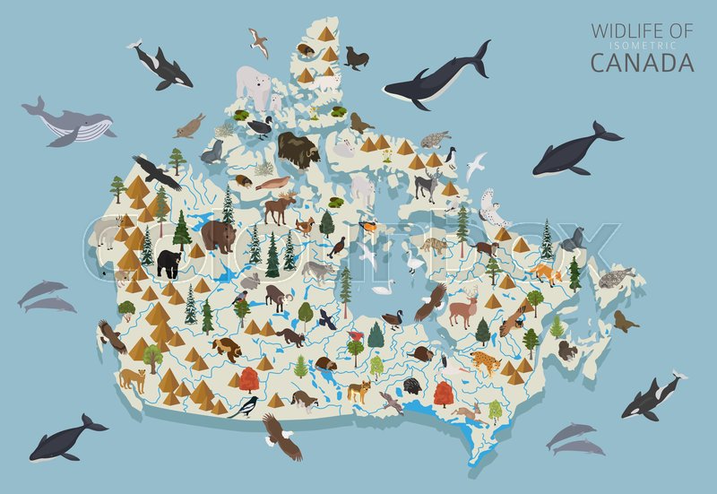 Canadian Wilderness Animals