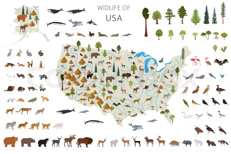 Flat design of USA wildlife. Animals, ... | Stock vector | Colourbox