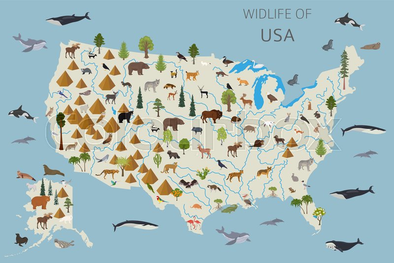 Flat design of USA wildlife. Animals, ... | Stock vector | Colourbox