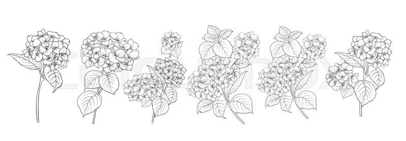White Hydrangea Drawing
