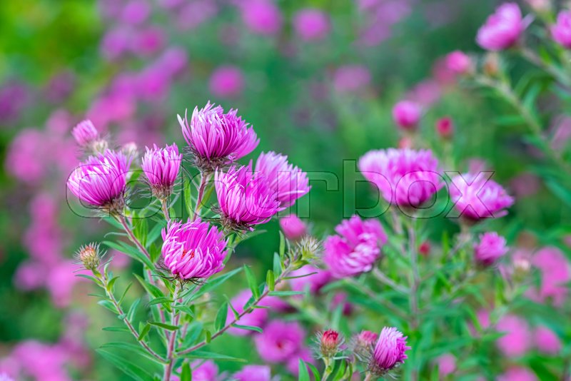 Pink Aster Wallpaper