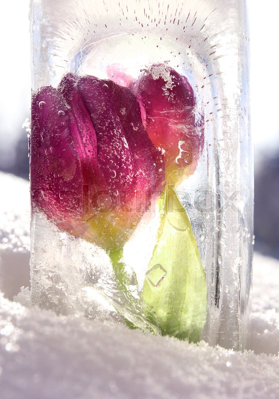 Purple red tulip flowers frozen, strong ... | Stock image | Colourbox