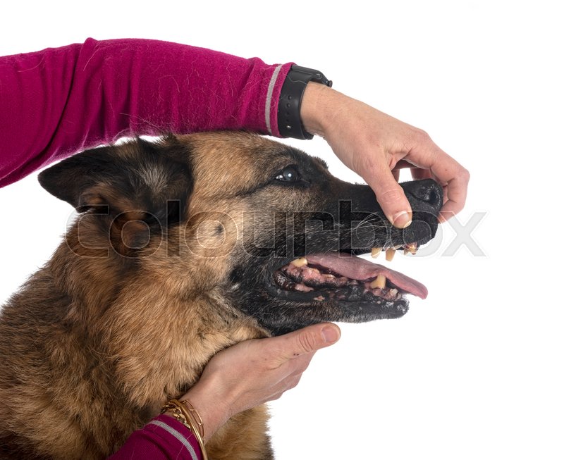 German Shepherd Puppy Teeth