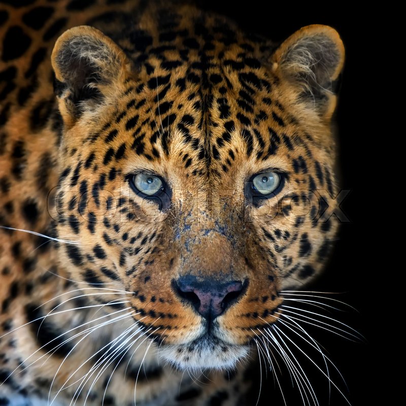 Close up beautiful angry big leopard ... | Stock image | Colourbox