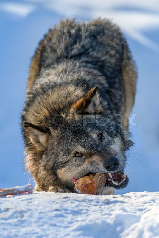 Gray Wolves Eating